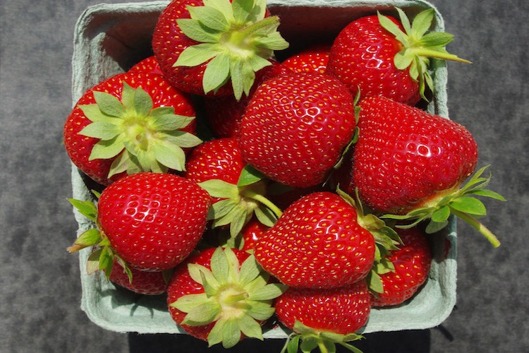 Three new strawberry varieties bred at Kentville, Nova Scotia | The Grower